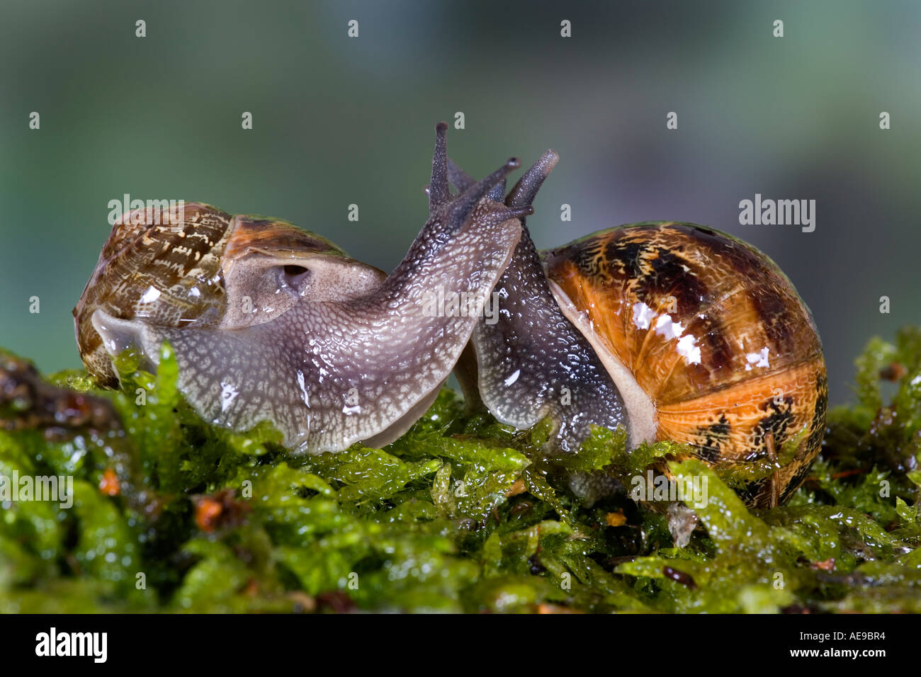 Common snail garden snail Helix aspersa interacting on moss covered ...