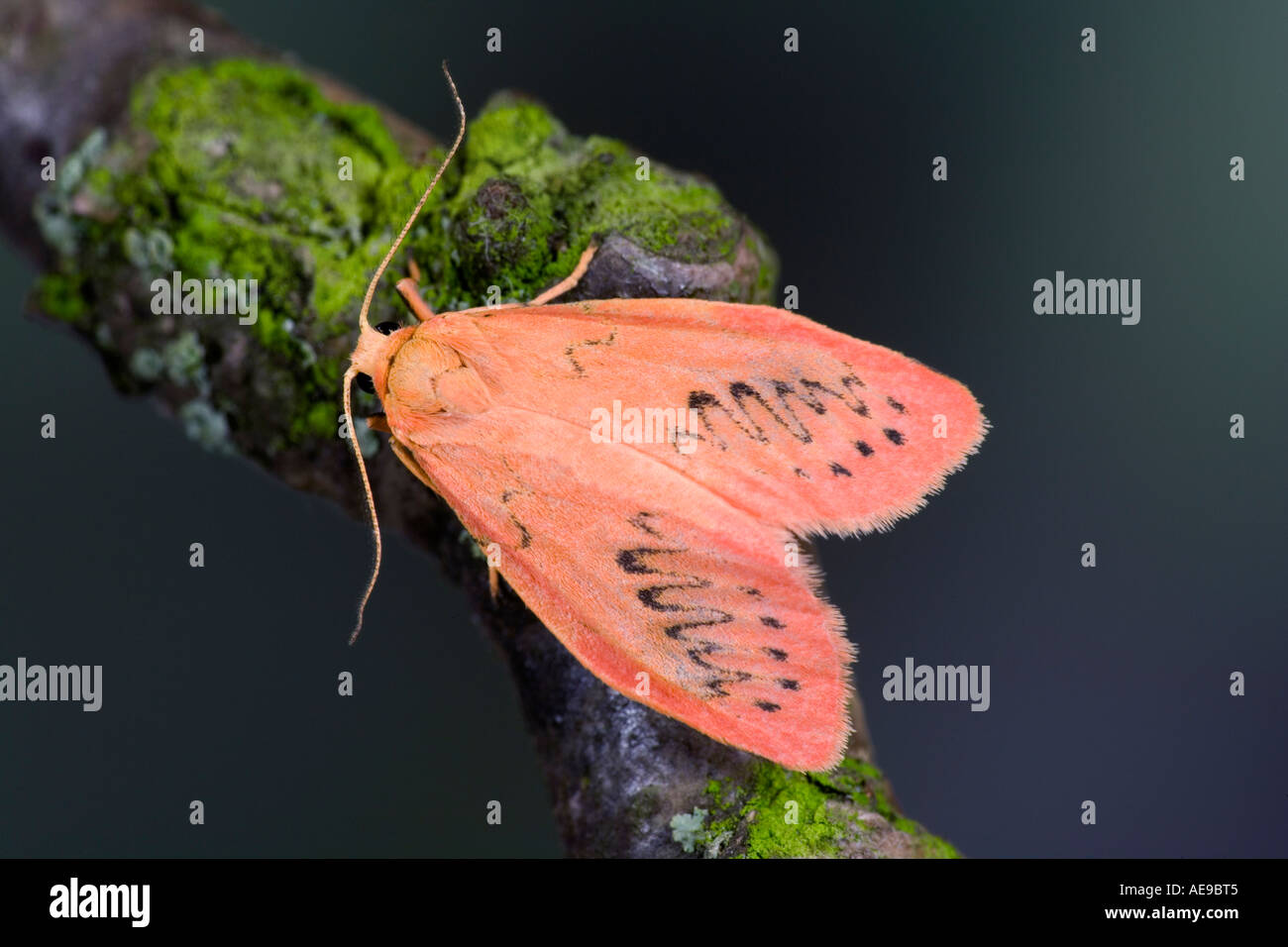 Rosy footman moth hi-res stock photography and images - Alamy