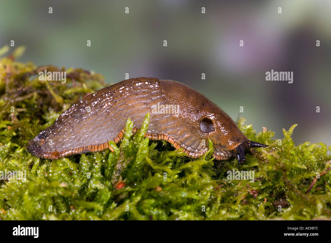 Slug Arion Ater on moss covered log showing markings and detail potton ...