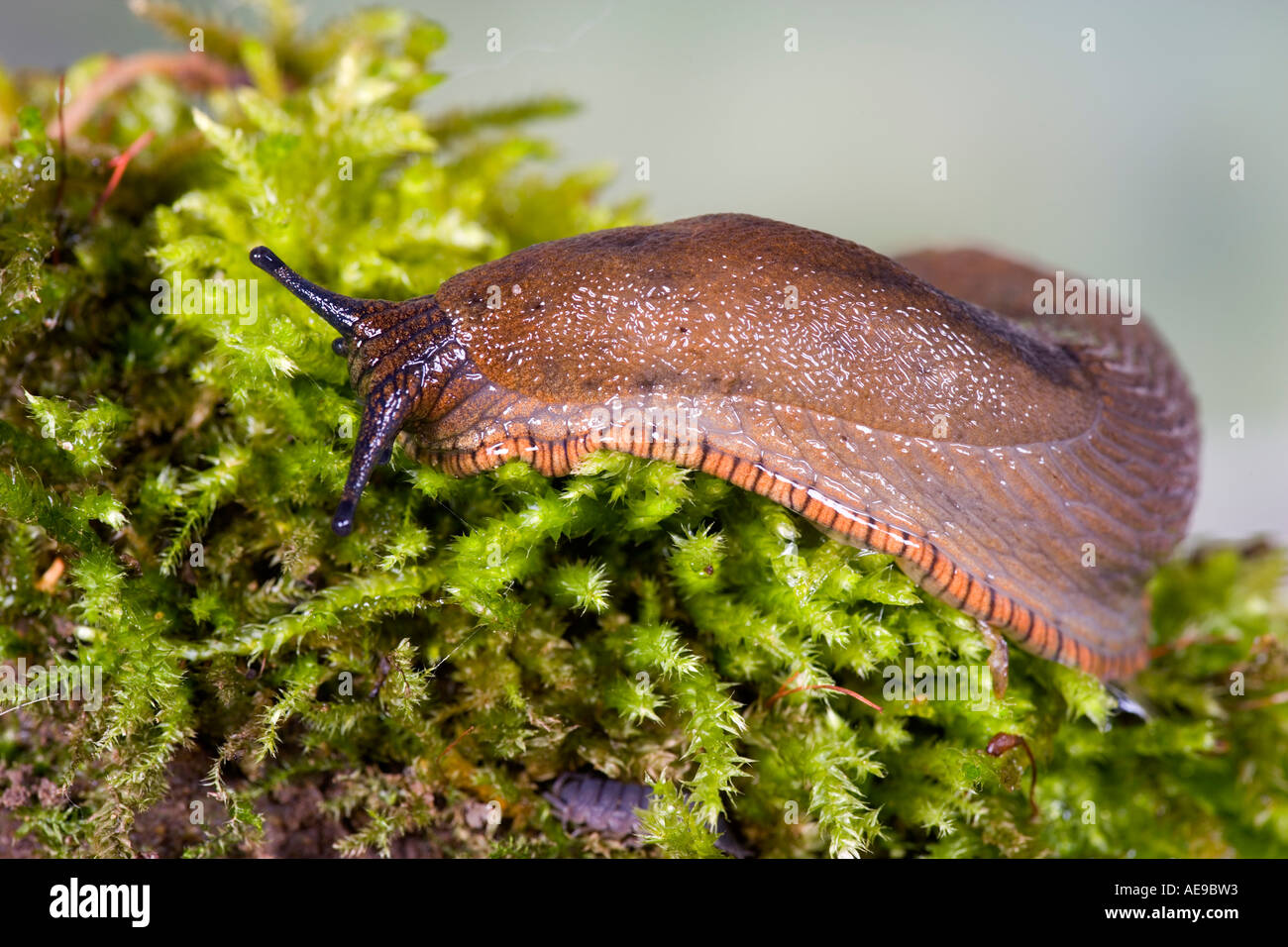Slug Arion Ater on moss covered log showing markings and detail potton ...
