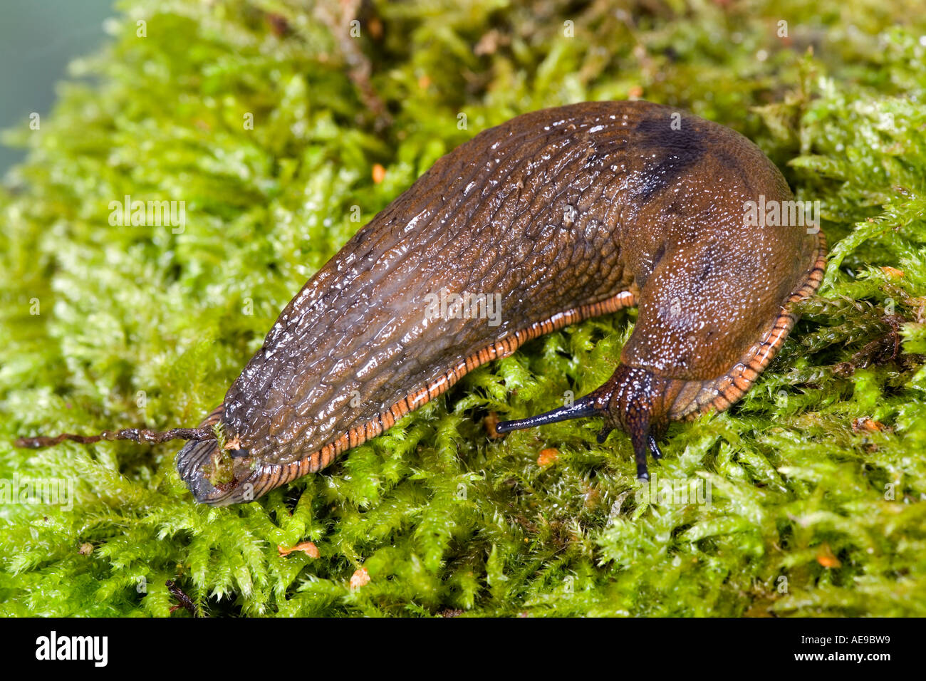 Slug Arion Ater on moss covered log showing markings and detail potton ...