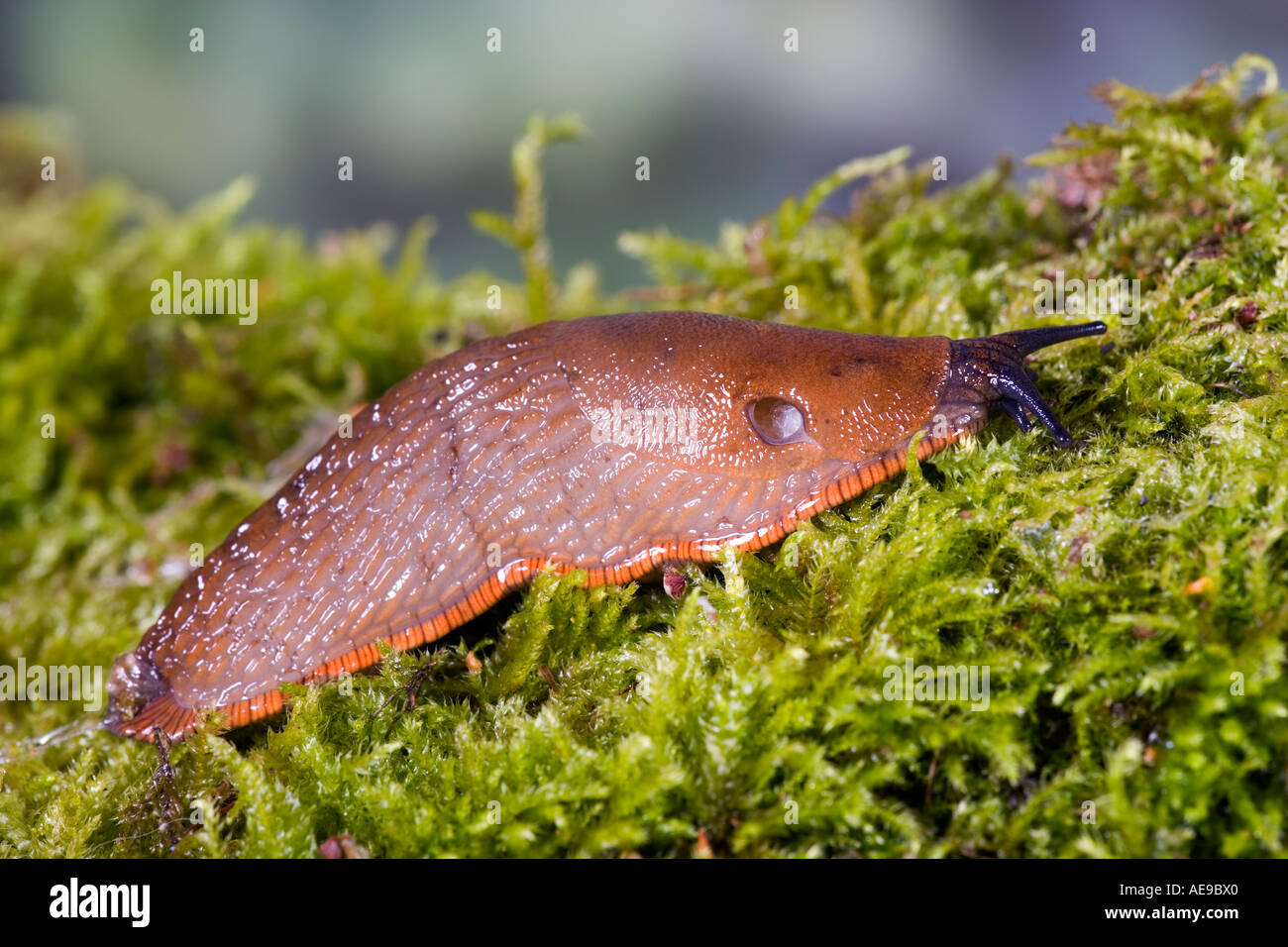 Slug Arion Ater on moss covered log showing markings and detail potton ...