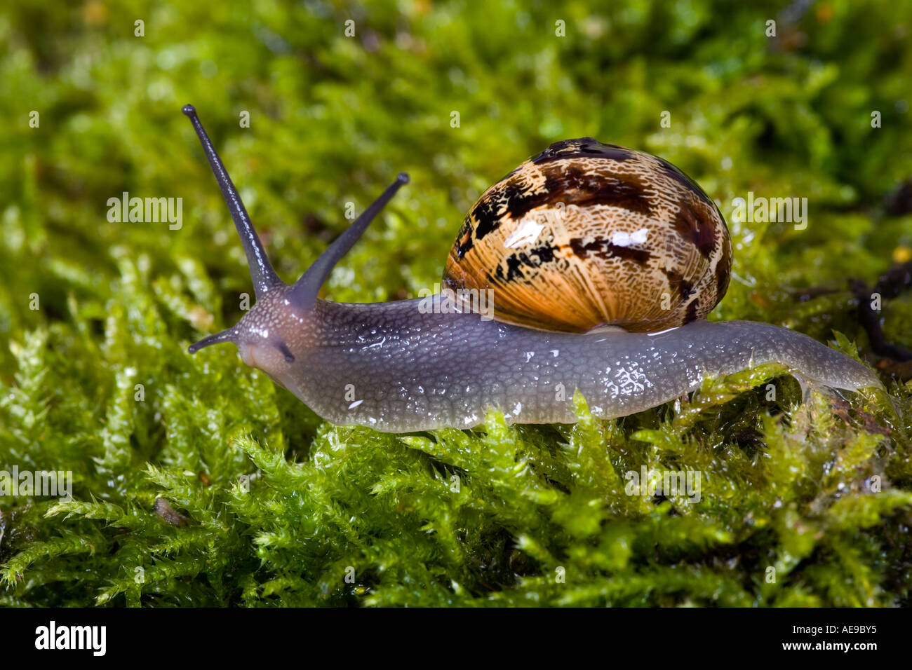 Garden snail hi-res stock photography and images - Alamy