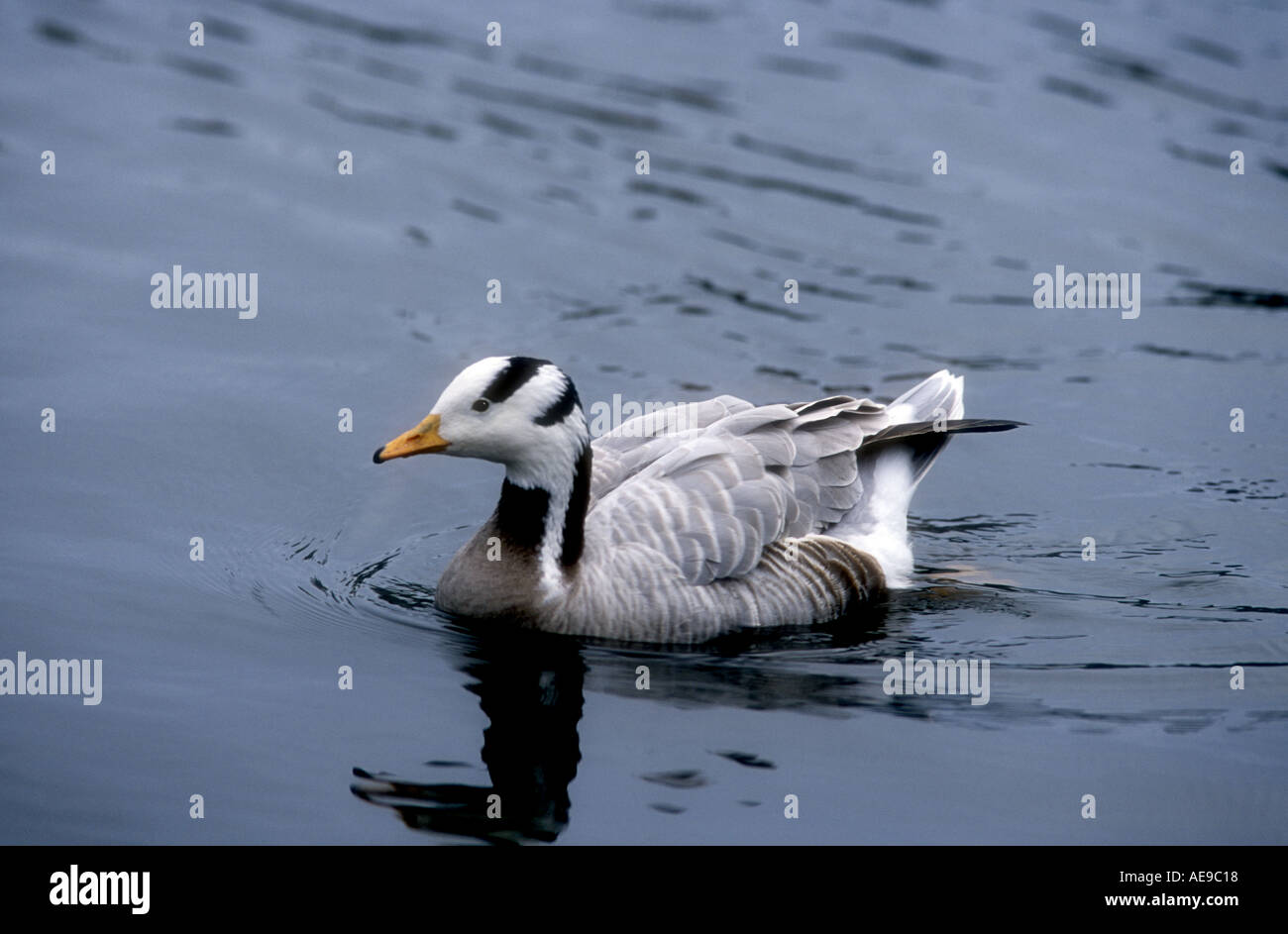 Bar headed Goose Stock Photo - Alamy