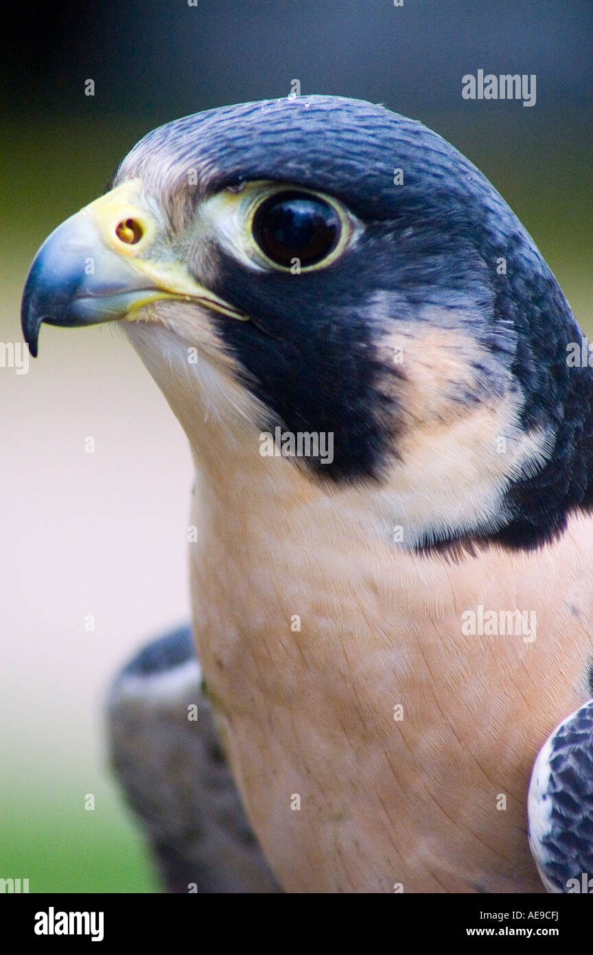 Sharp nose bird hi-res stock photography and images - Alamy