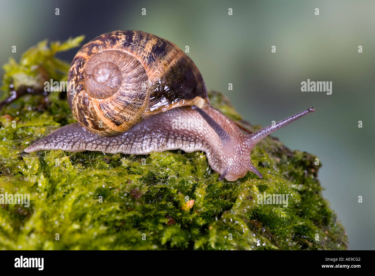 Common british snail hi-res stock photography and images - Alamy