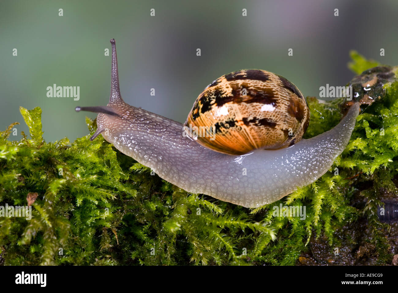 Common snail garden snail Helix aspersa on moss covered stone potton ...