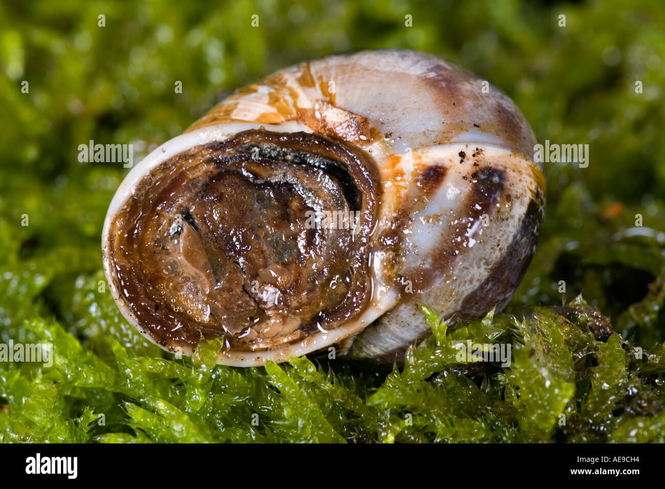 Aestivation hi-res stock photography and images - Alamy