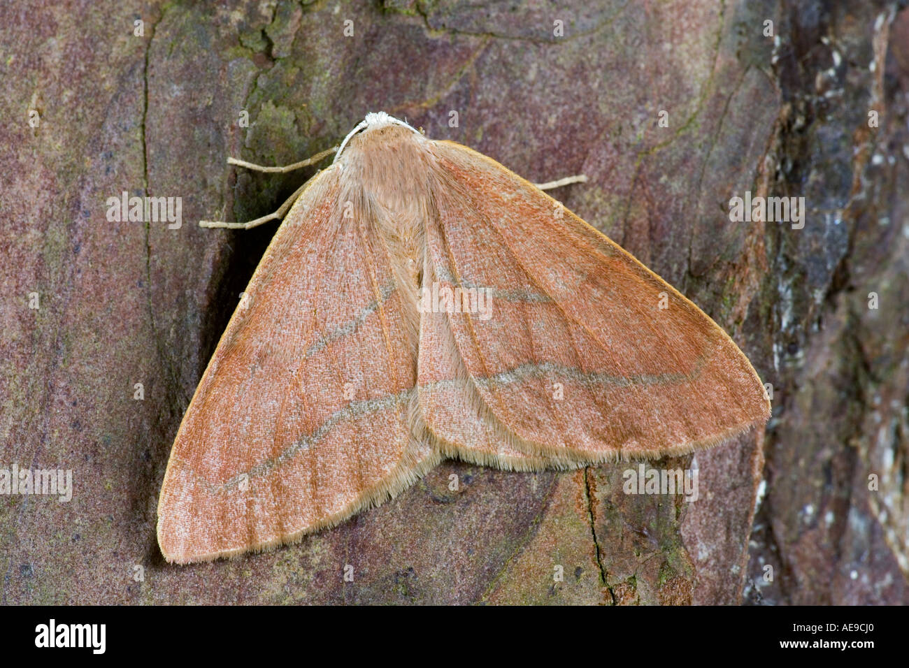 barred red on log with wings open showing markings and detail potton ...