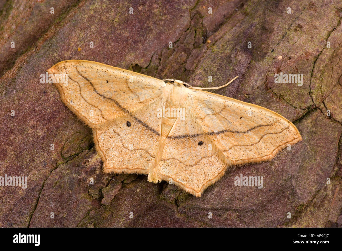 Small Blood vein Scopula imitaria on log with wings open showing ...