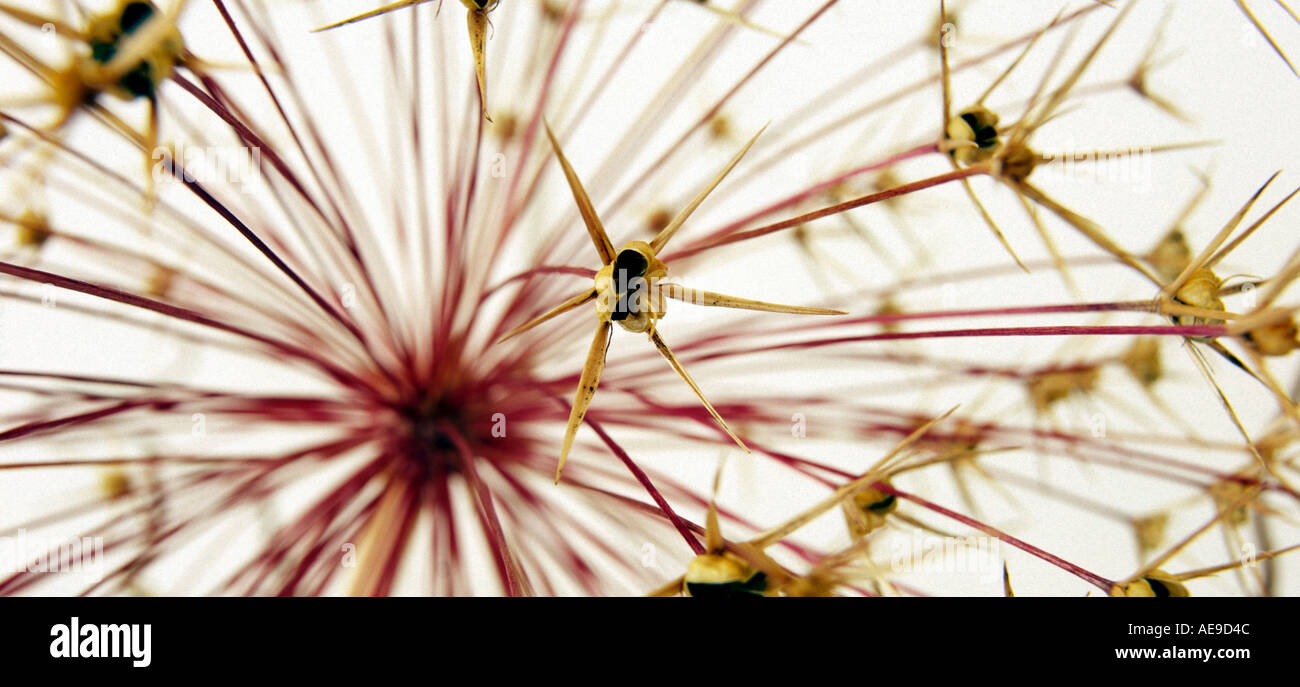 alium seed head dried sharp spiky abstract nature Stock Photo - Alamy