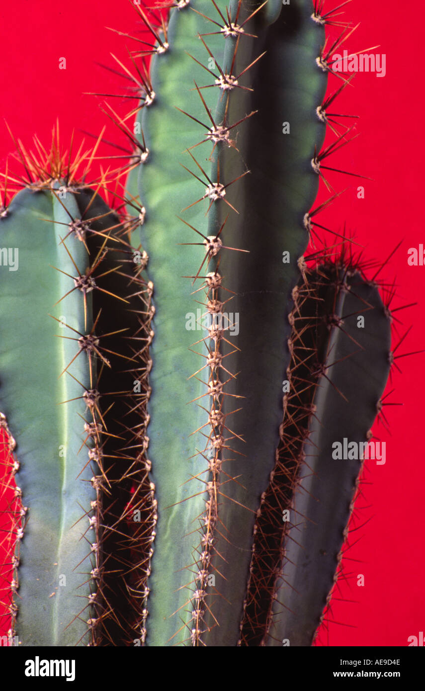 Catcus hi-res stock photography and images - Alamy
