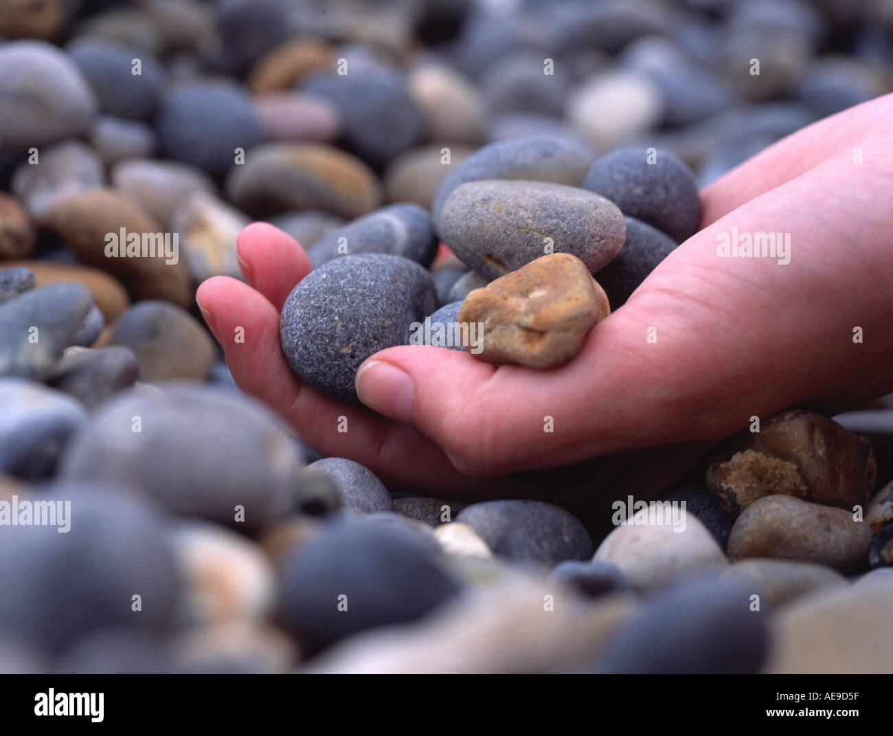 hand holding stones on the beach Stock Photo - Alamy