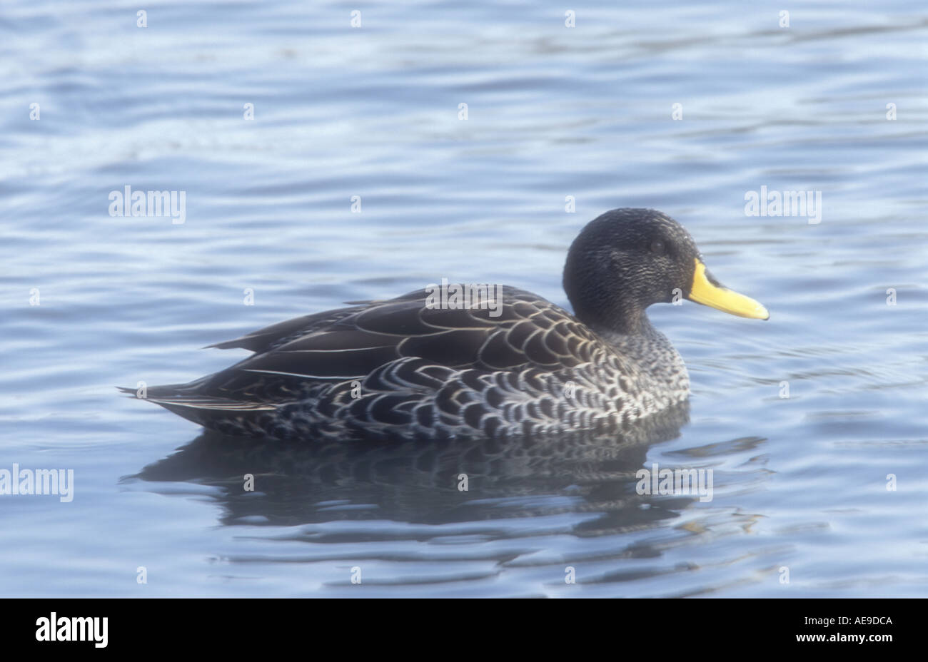 African yellowbilled hi-res stock photography and images - Alamy