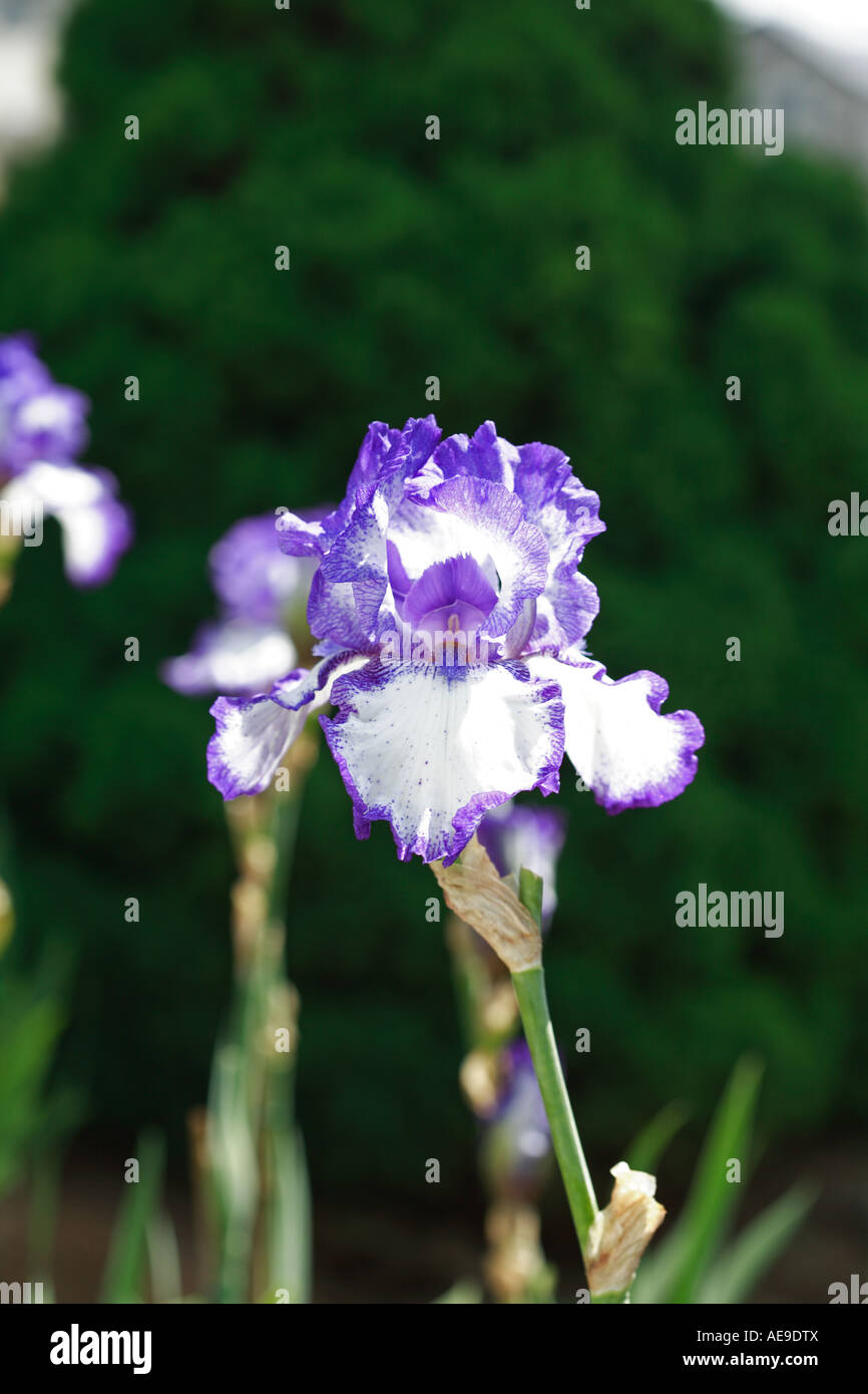 The iris germania in Chiba Japan Asia Stock Photo - Alamy
