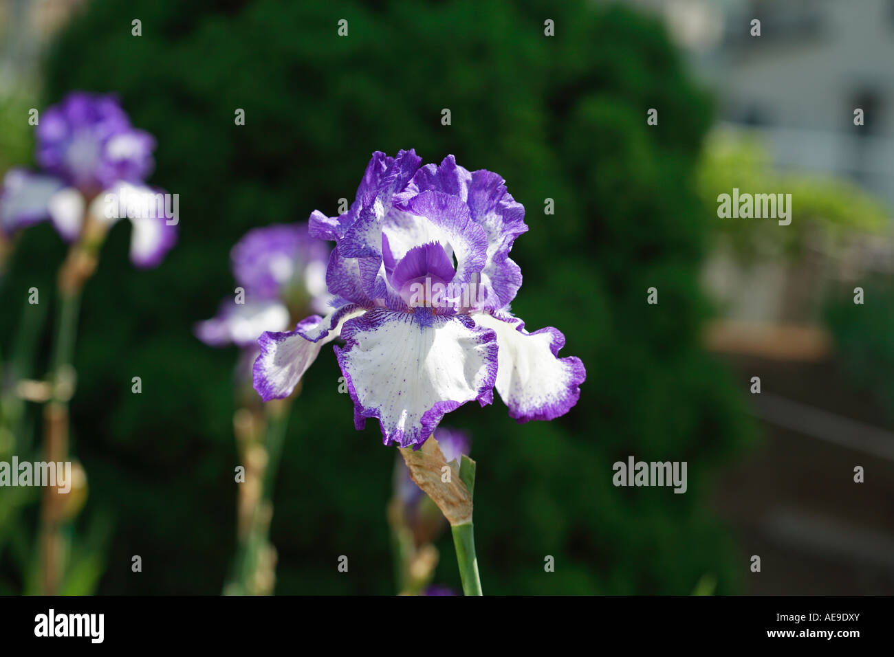 The iris germania in Chiba Japan Asia Stock Photo - Alamy