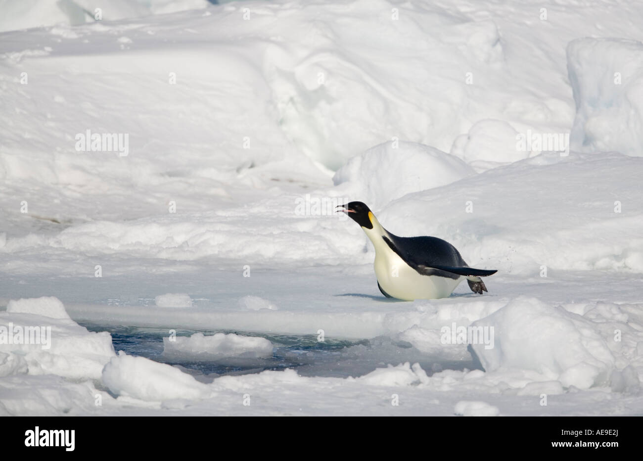 Antarctica Snow Hill Island Emperor Penguins Aptenodytes forsteri on ...
