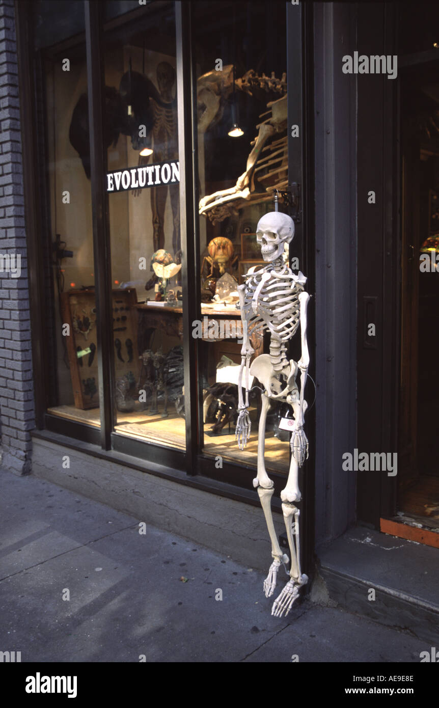 Skeleton outside the shop Evolution in Manhatten New York Stock Photo ...