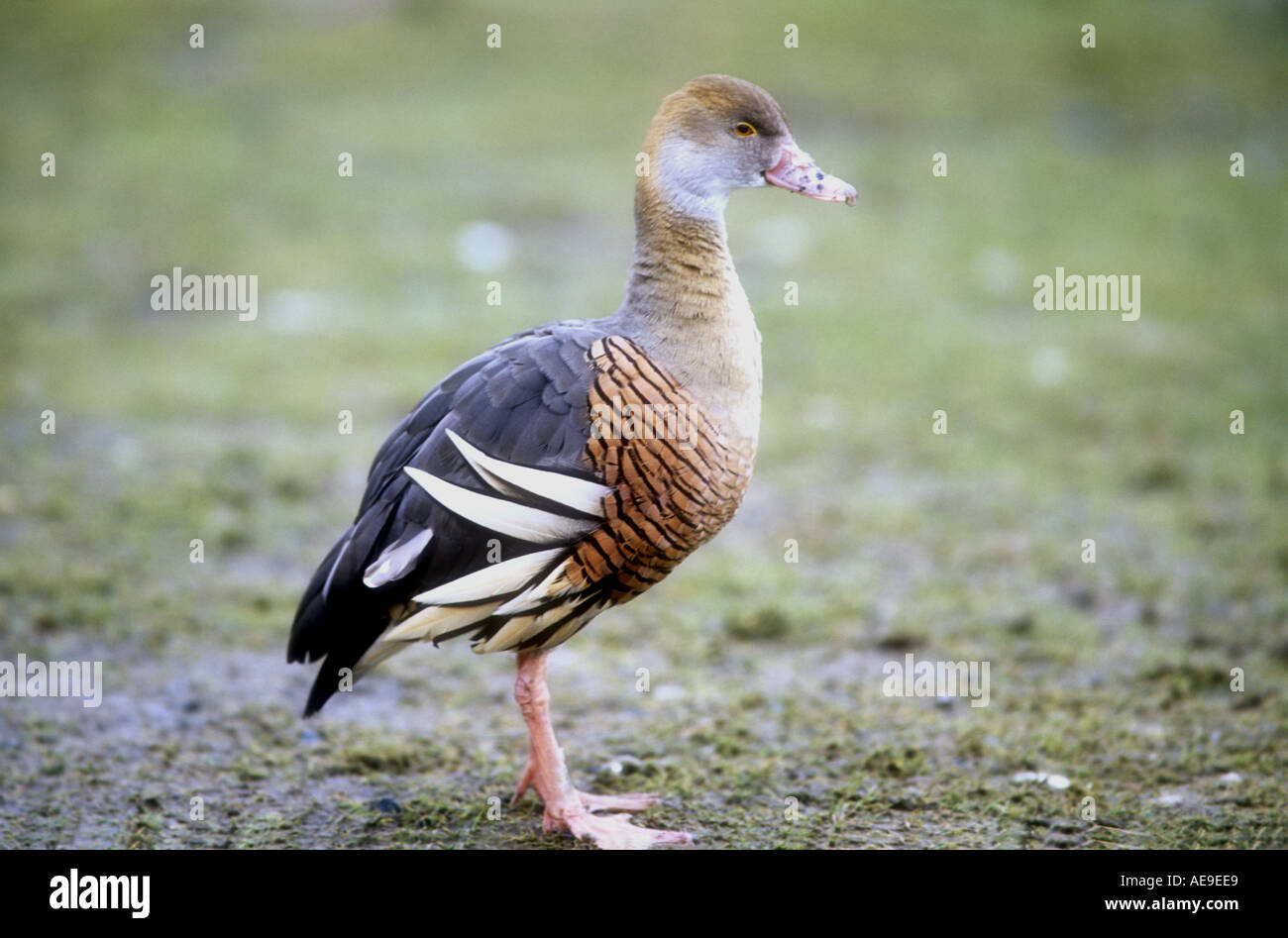 Plumed or Eytons Whistling Duck Stock Photo - Alamy