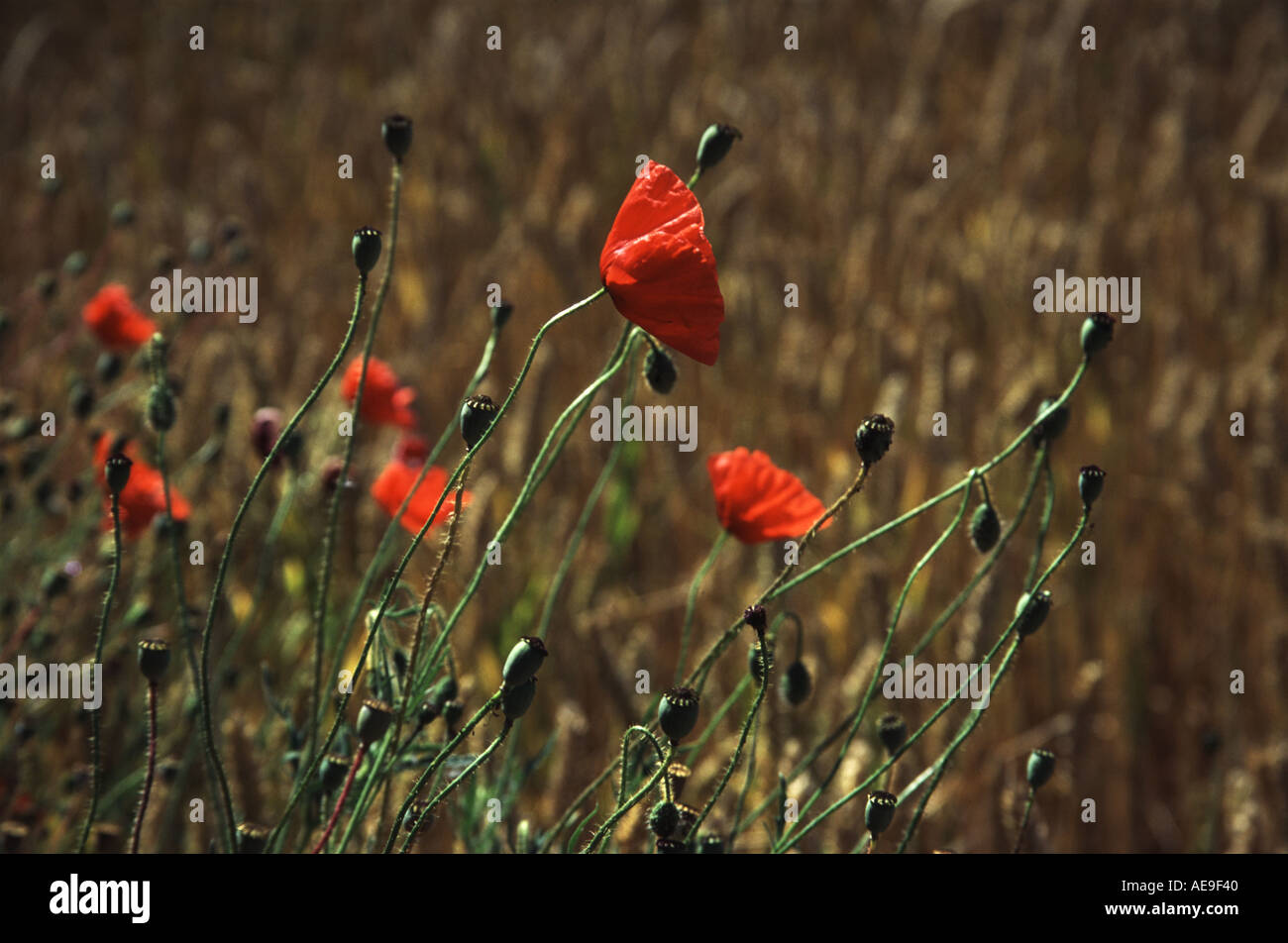 Corn poppy in cornfield hi-res stock photography and images - Alamy
