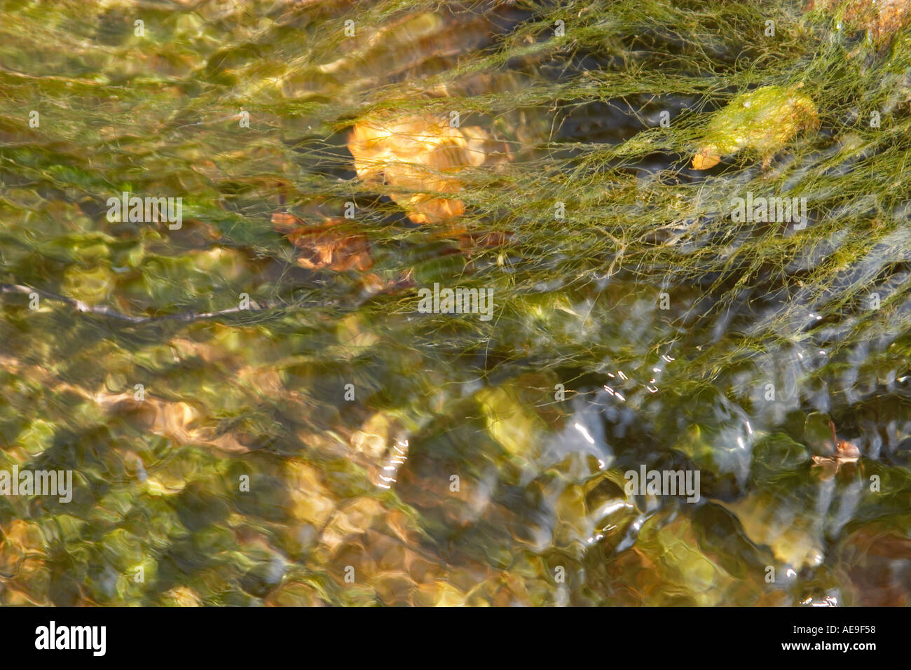 Close up of leaves and algae in a mountain stream Valtrebbia Italy ...