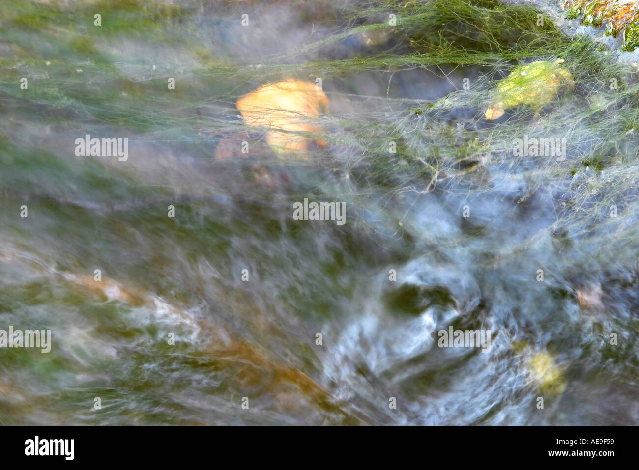 Bubbly green algae hi-res stock photography and images - Alamy