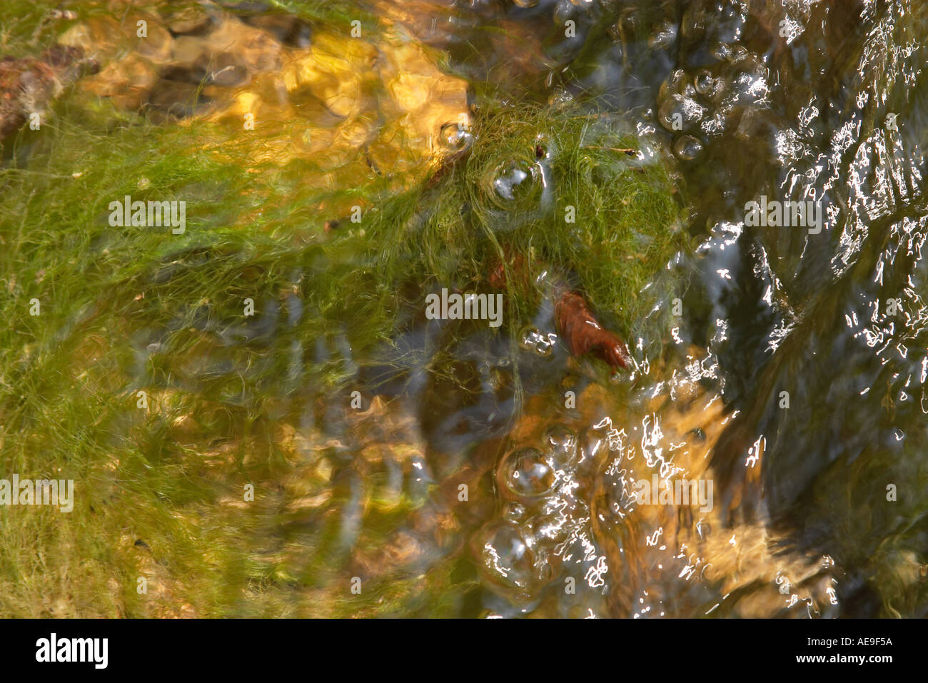 Bubbly green algae hi-res stock photography and images - Alamy