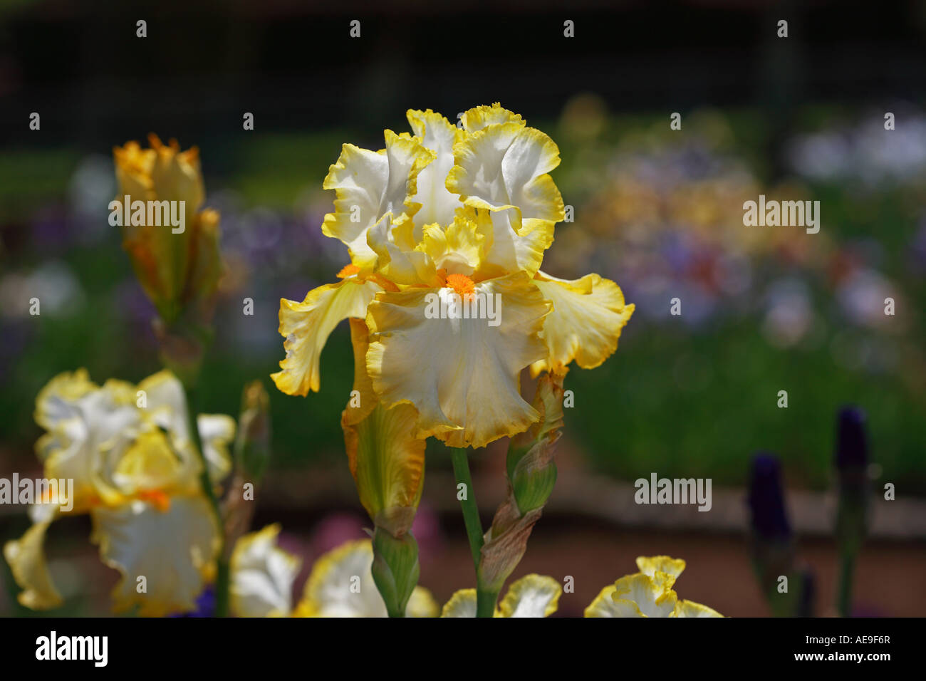 The iris germania in Chiba Japan Asia Stock Photo - Alamy