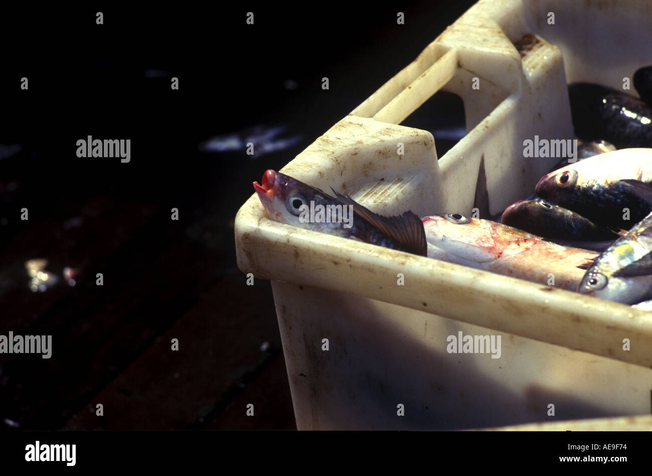 Part of the catch onboard a fishing trawler in the English Channel ...