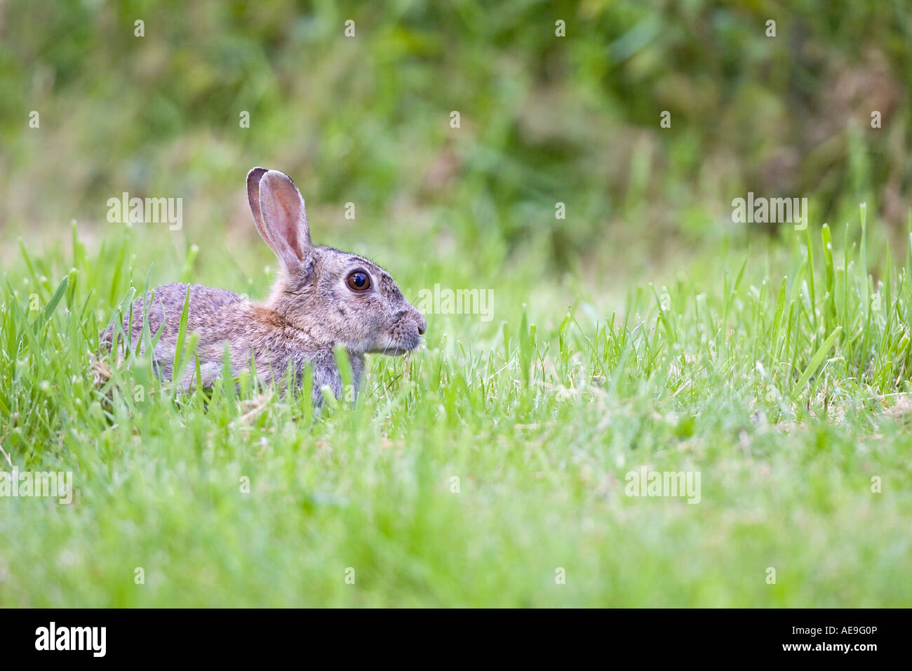 Common Rabbit Grazing Oryctolagus cuniculus Norfolk UK Stock Photo - Alamy