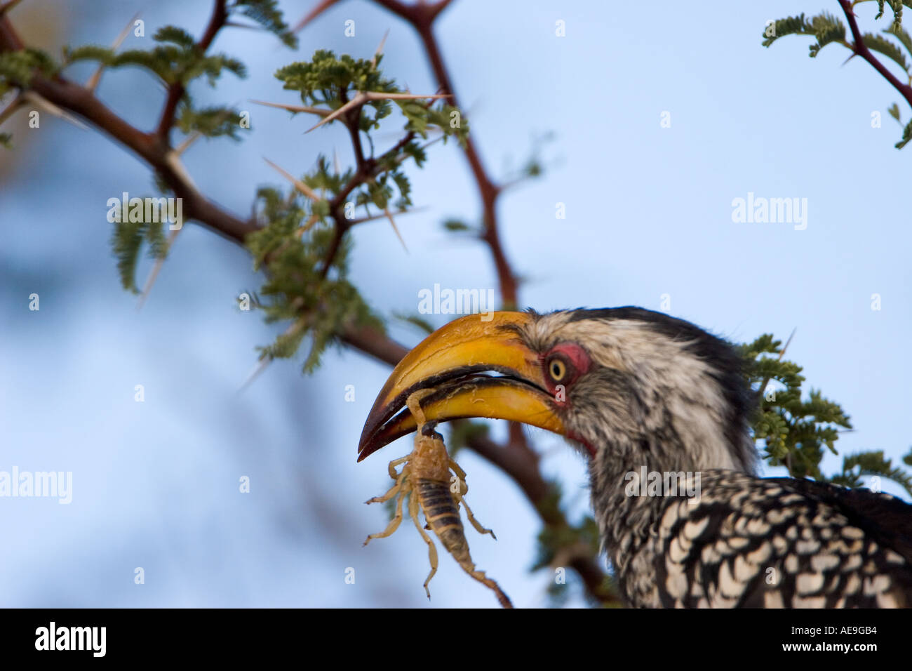 Scorpion Eating Stock Photos & Scorpion Eating Stock Images - Alamy