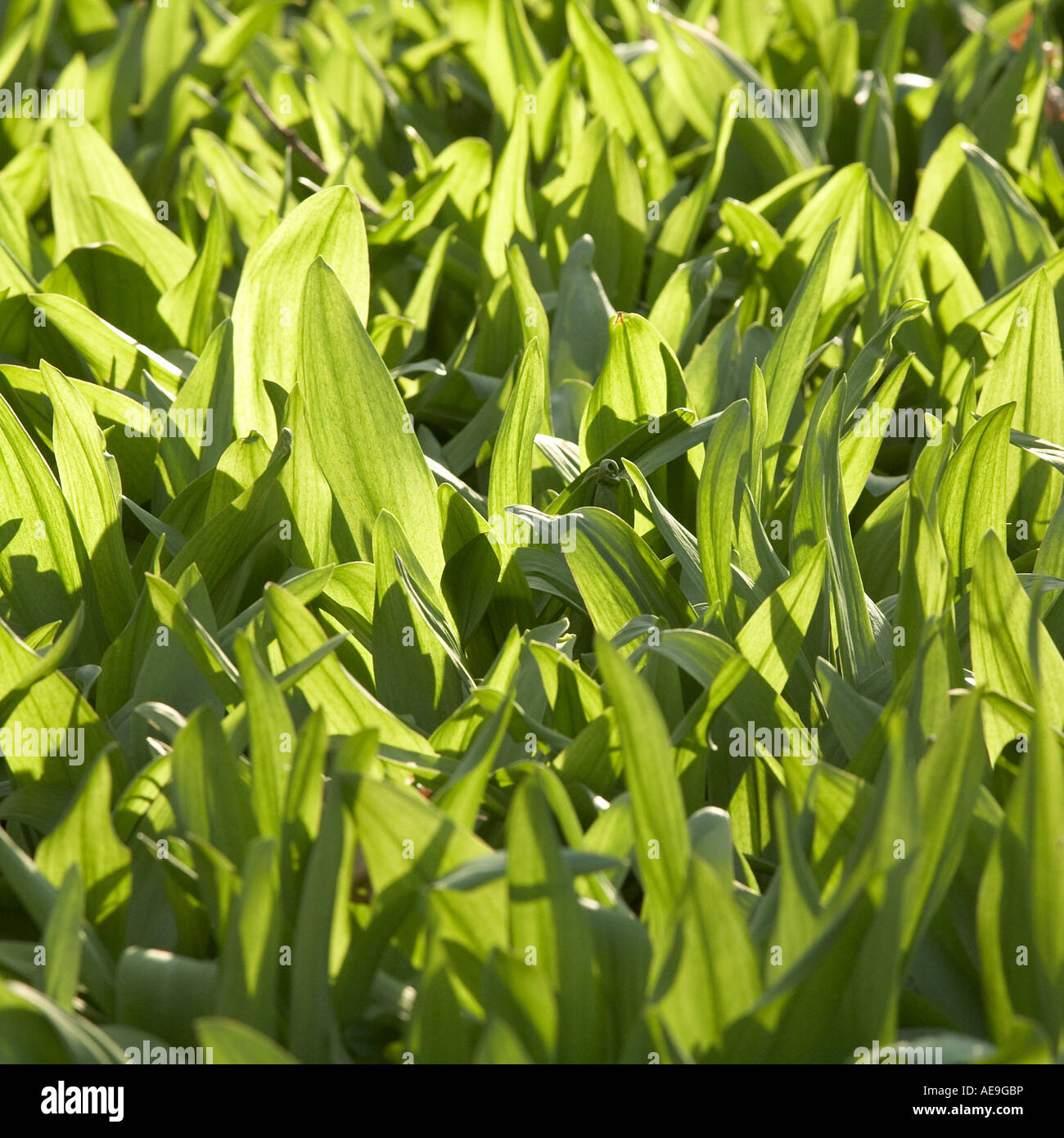Plants backlit by sun Stock Photo - Alamy