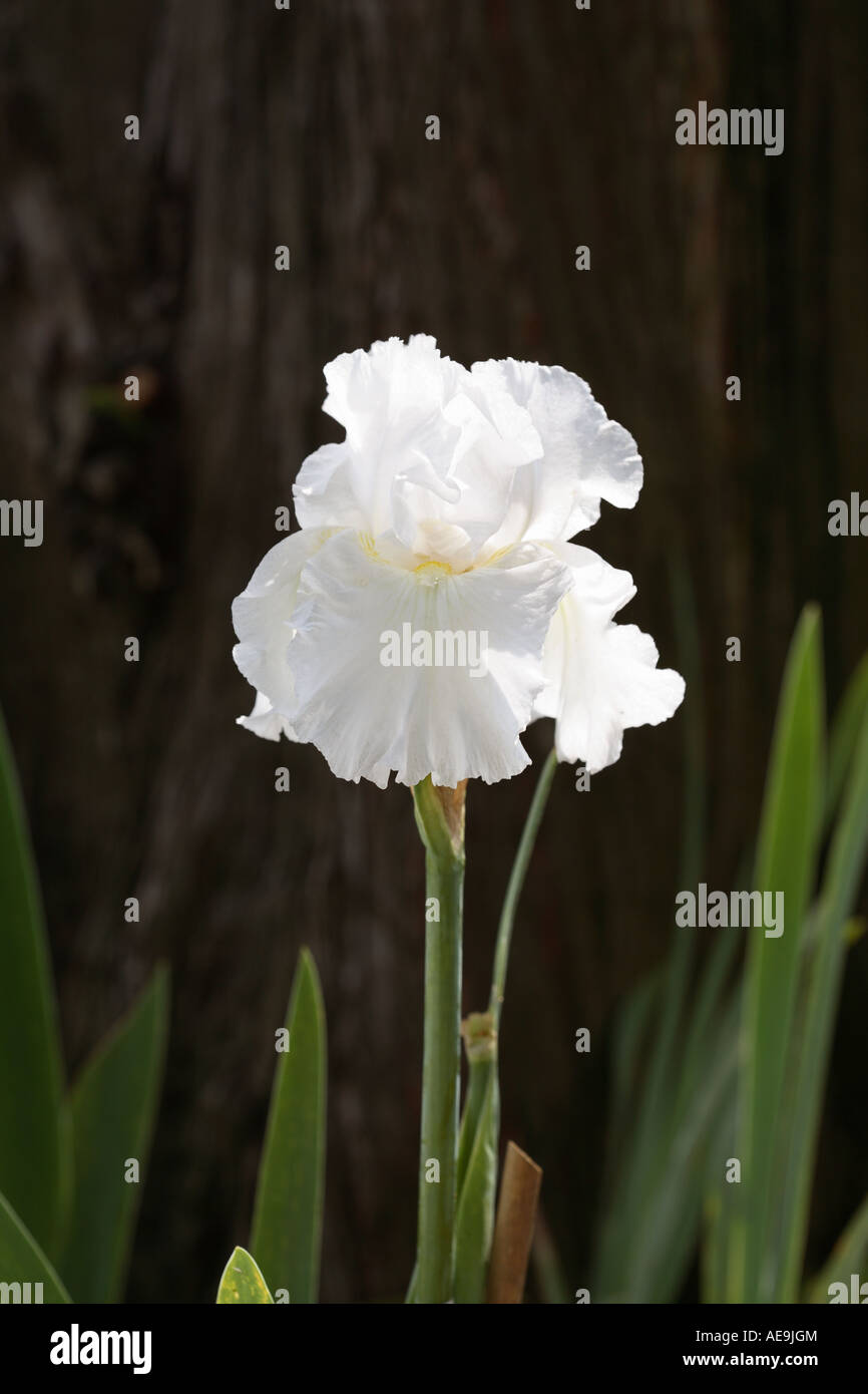 The iris germania in Chiba Japan Asia Stock Photo - Alamy
