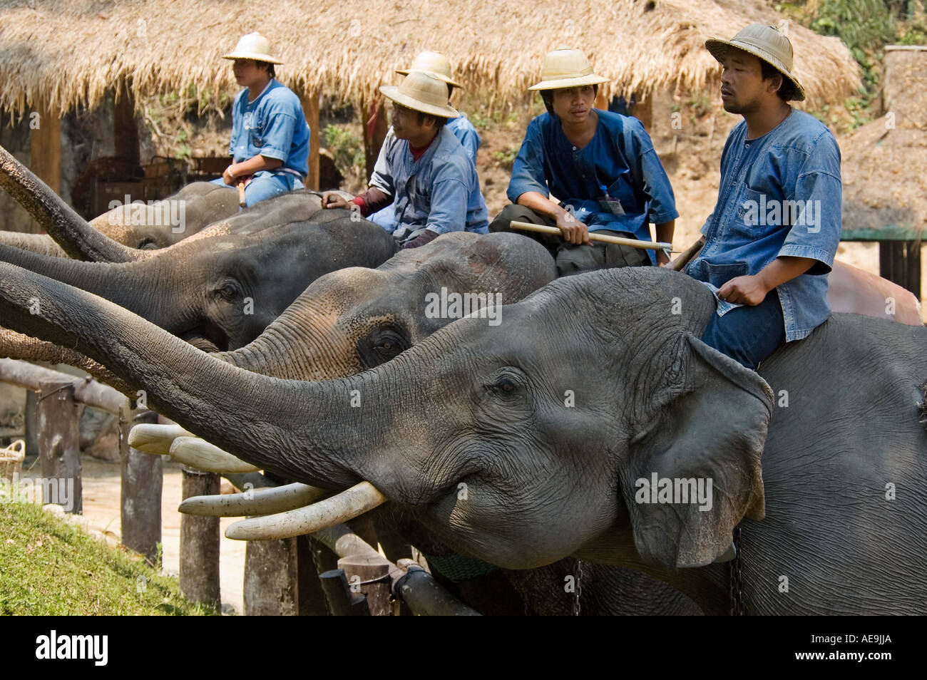 Indian train elephant hi-res stock photography and images - Alamy