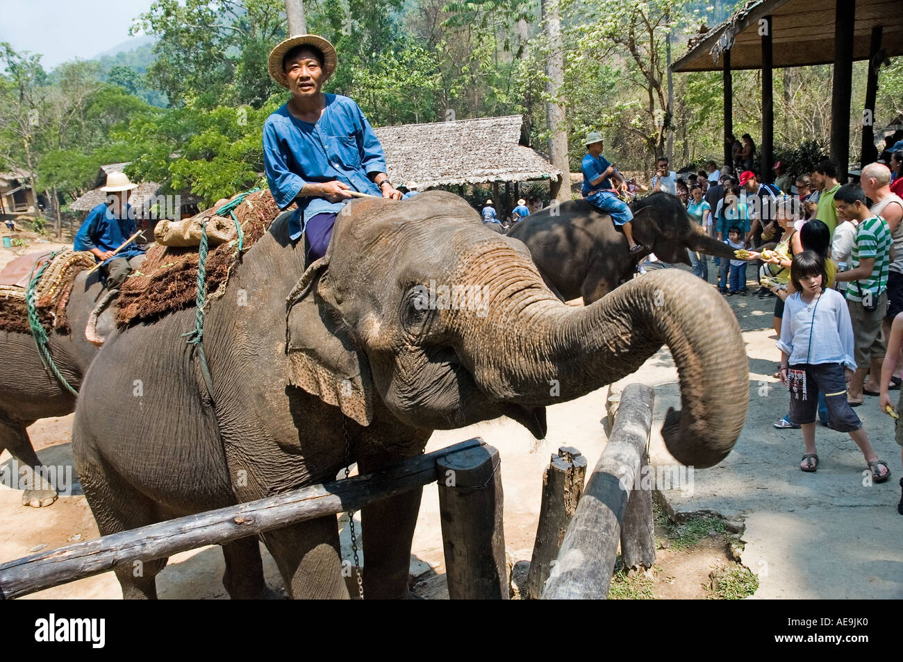 Indian train elephant hi-res stock photography and images - Alamy