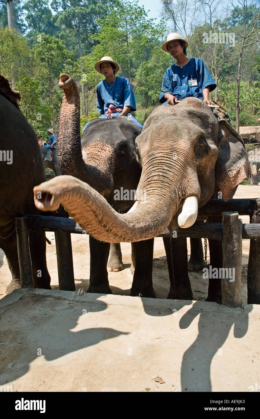 Indian train elephant hi-res stock photography and images - Alamy