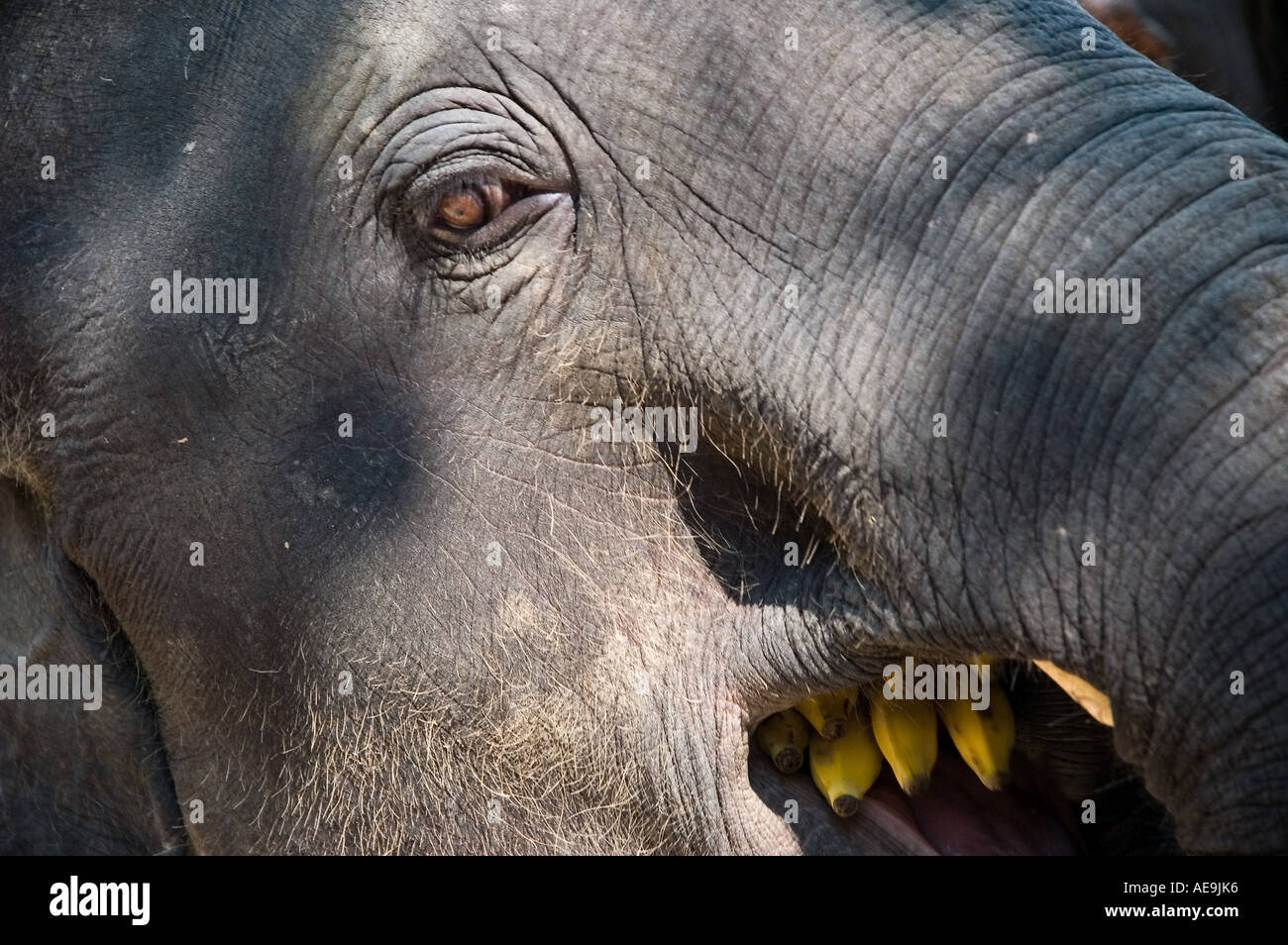 Elephant eats this fruit hi-res stock photography and images - Alamy