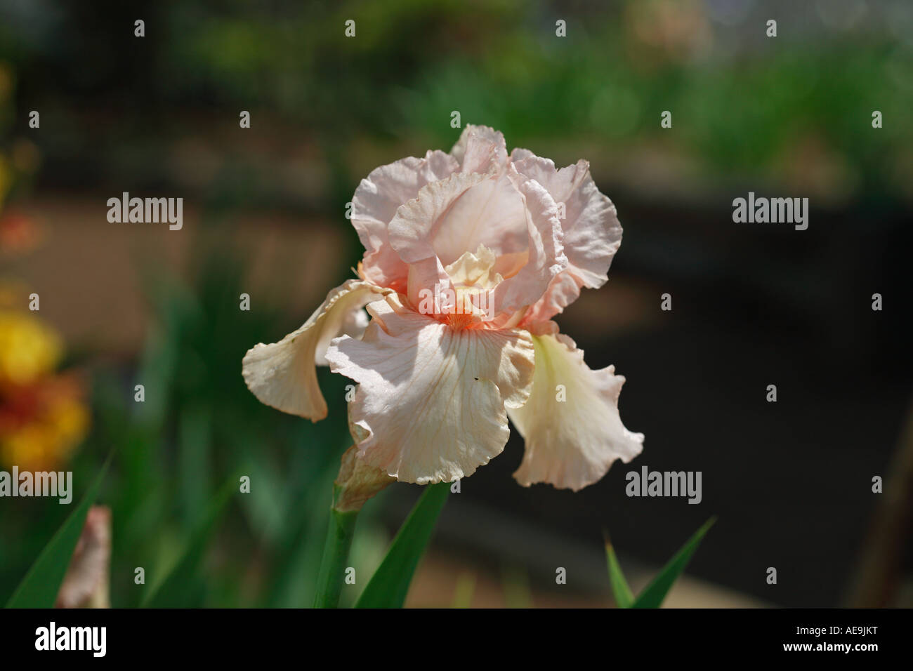 The iris germania in Chiba Japan Asia Stock Photo - Alamy