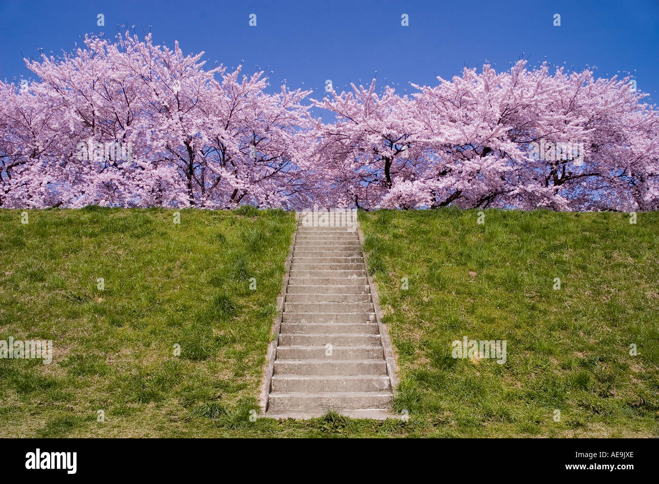 Cherry blossoms in spring in Ichinoseki Iwate Japan Stock Photo - Alamy