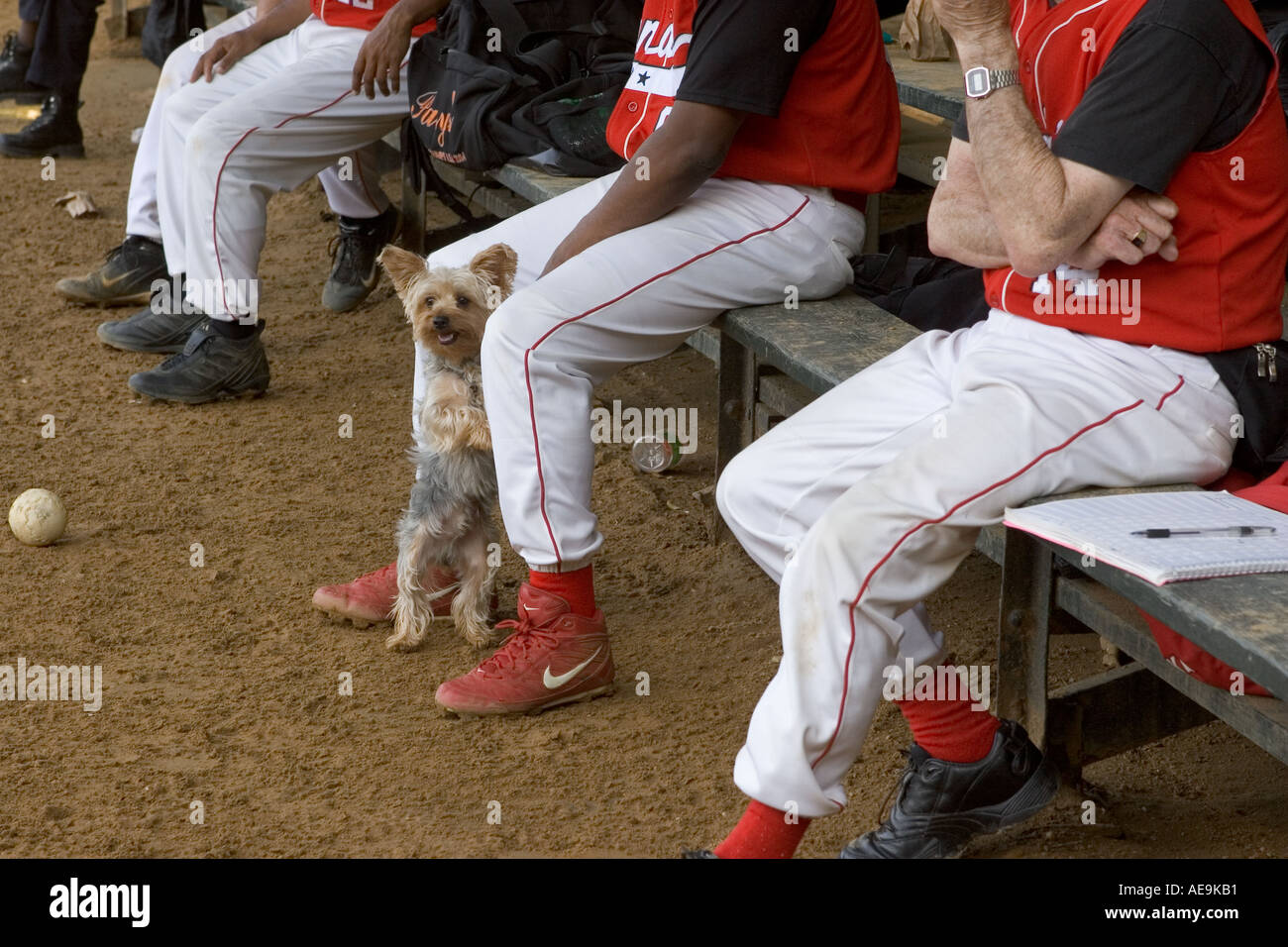 Baseball players and a dog sitting on a bench watching their team mates ...