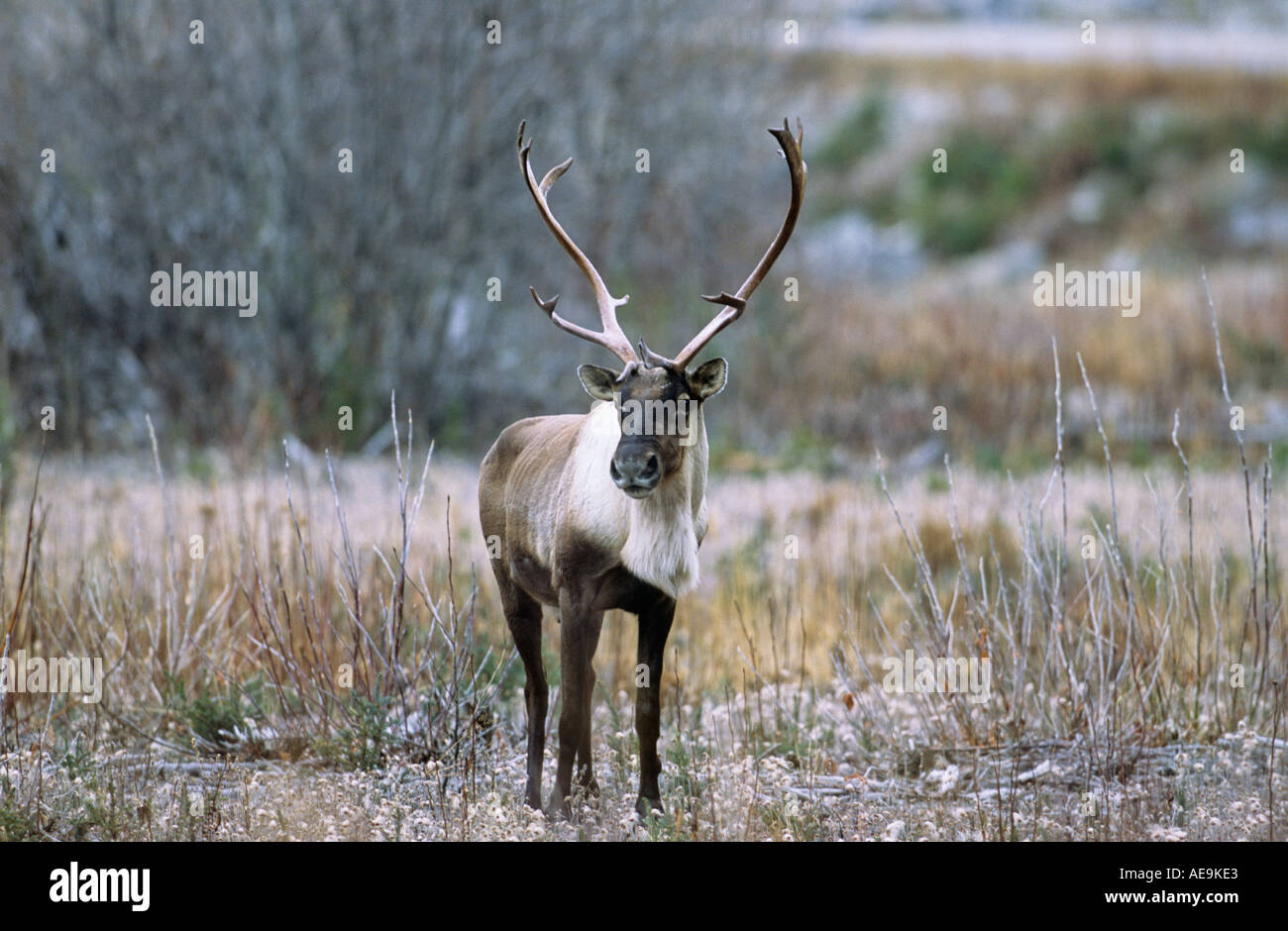 Mountain Woodland Caribou High Resolution Stock Photography and Images ...
