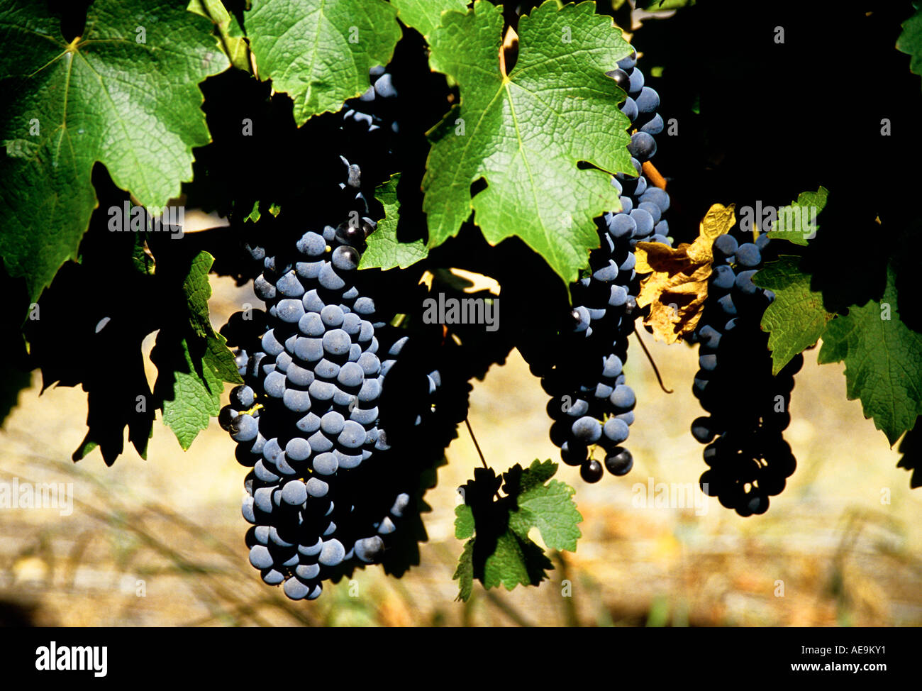Grapes at Cape Winelands vineyard of Groot Constancia near Cape Town ...