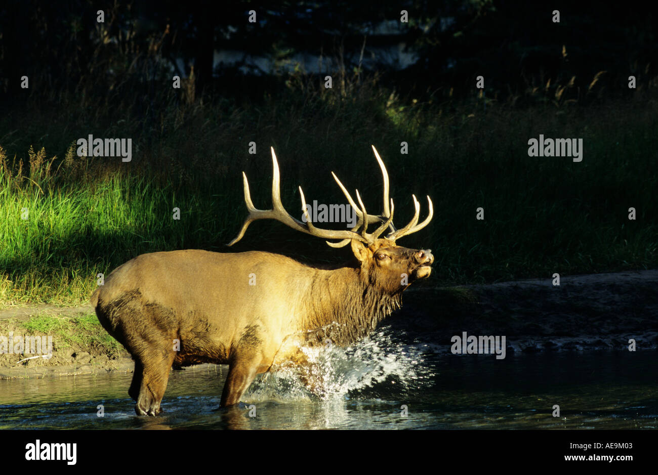 Aggressive During Mating Season High Resolution Stock Photography and ...