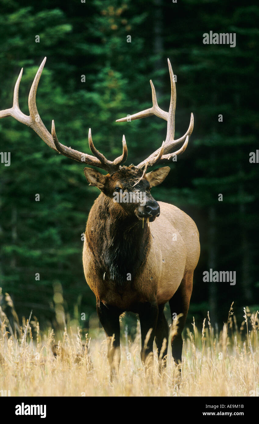 Rubbing antlers on hi-res stock photography and images - Alamy