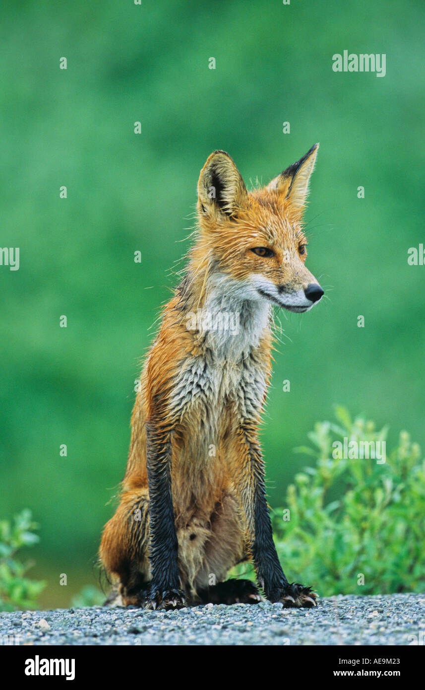 Funny scraggly hi-res stock photography and images - Alamy