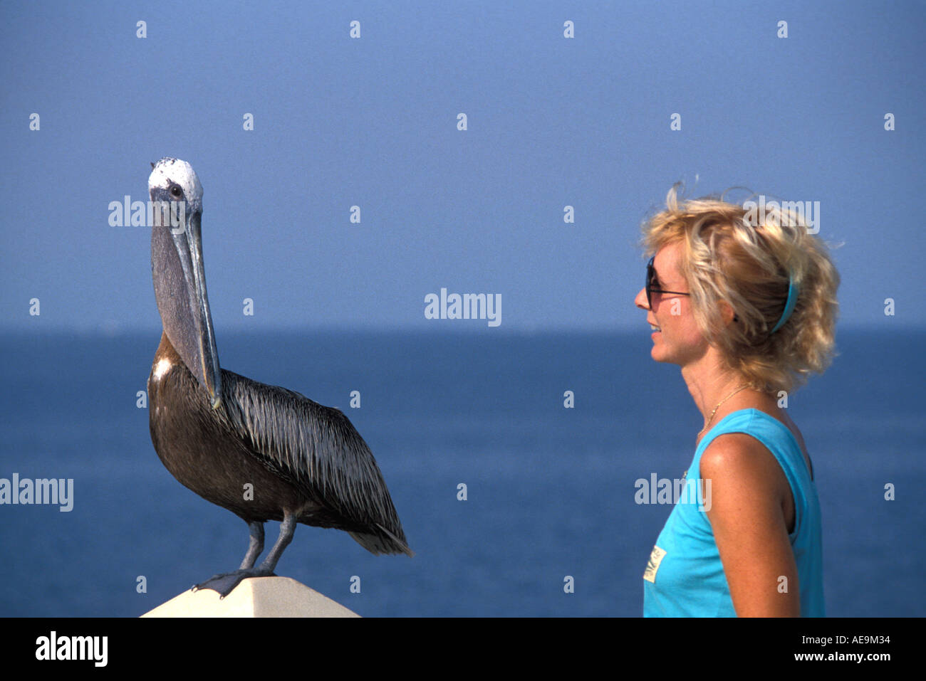 FLORIDA Brown Pelican Woman Watching up close Stock Photo - Alamy