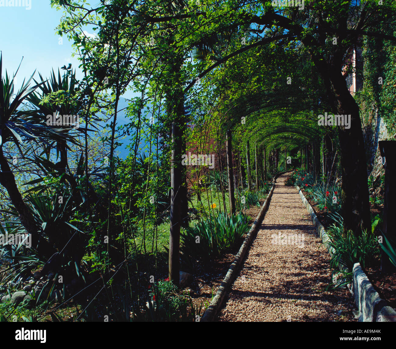 garden path with plants Stock Photo - Alamy