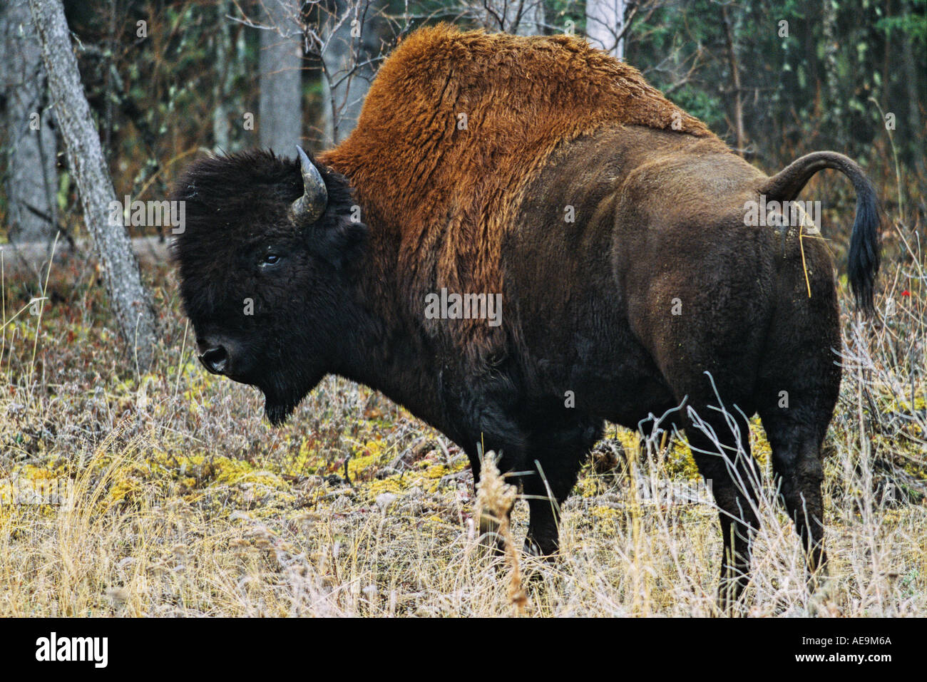 Wood bison boreal hi-res stock photography and images - Alamy