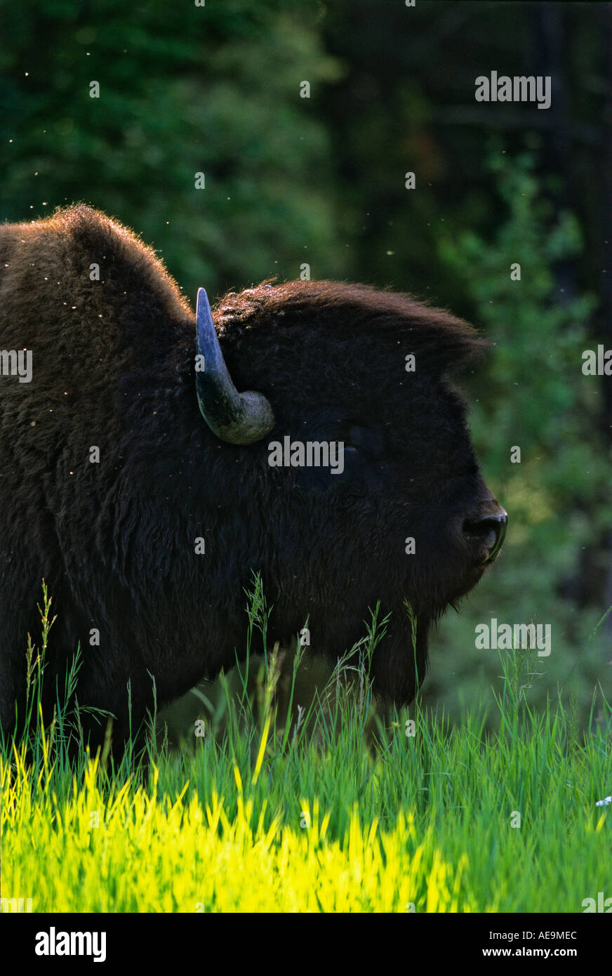 Wood bison boreal hi-res stock photography and images - Alamy
