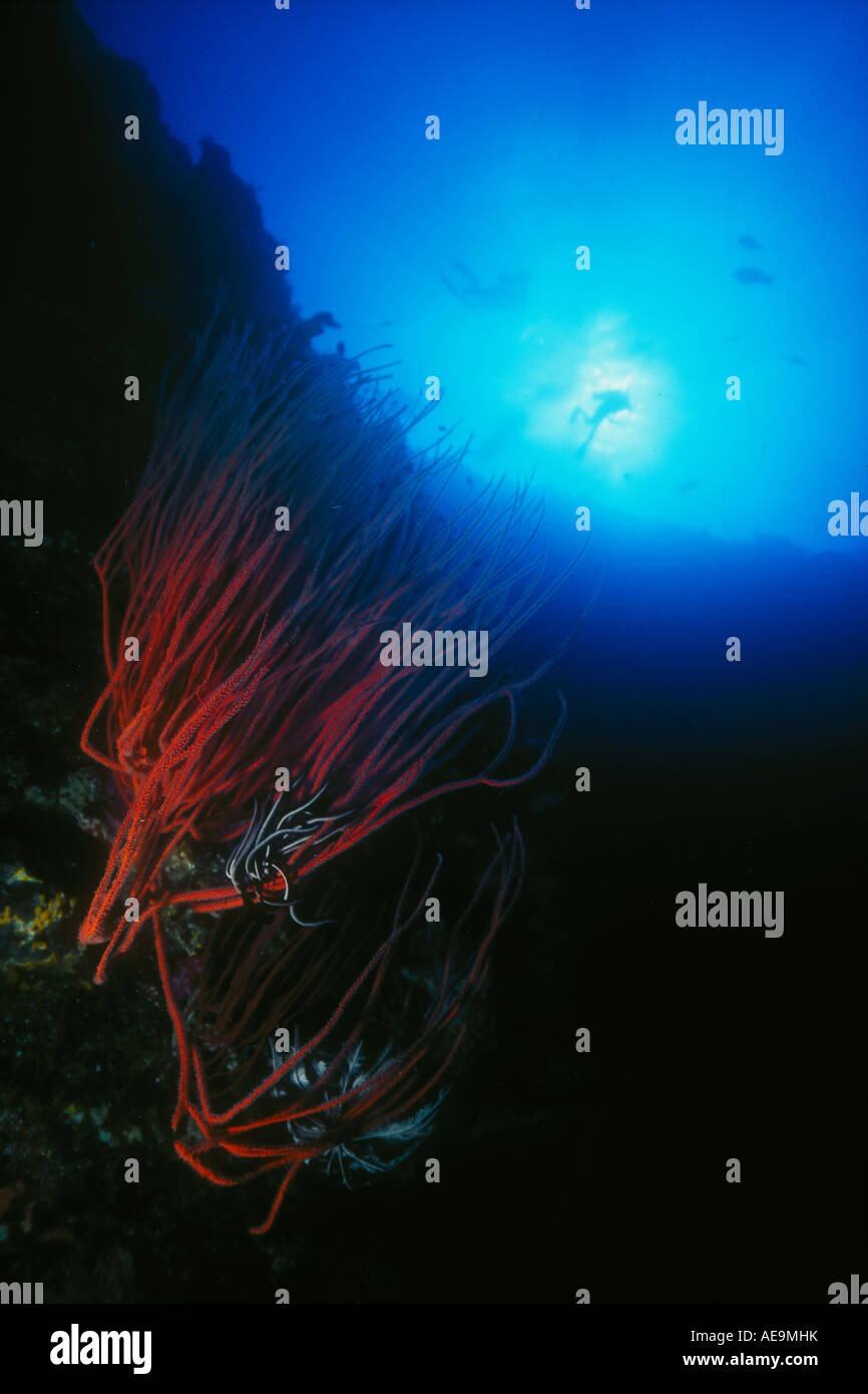 Red sea whips grow well on the steep dropoffs of Western Pacific coral ...